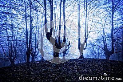 Horror Landscape of Dark Forest with Scary Tree Stock Photo - Image of ...