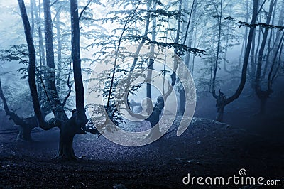 Horror Landscape of Dark Forest with Scary Tree Stock Photo - Image of ...