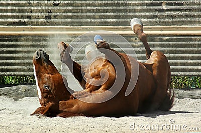Horse On Back Stock Photos - Image: 1569723