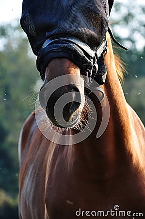 Arabian horse stock photo. Image of mammal, intelligent - 3508190