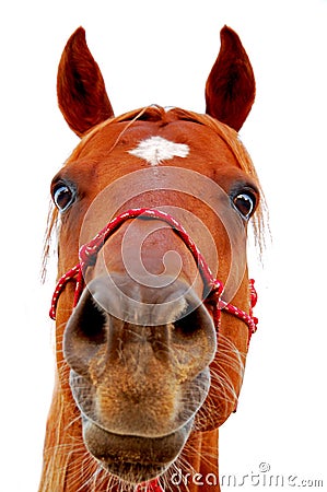 Horse Face Royalty Free Stock Photography - Image: 7335957