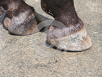 Horse Hooves Stock Photo - Image: 17974870