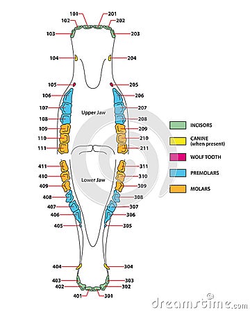 Horse Teeth Dental Formula Stock Vector - Image: 65018423