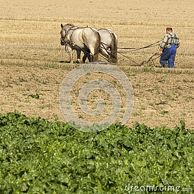Horse Working In The Field Royalty Free Stock Photo - Image: 6855335