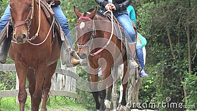 Horseback Riding, Horses, Animals Stock Video - Video of gallop ...