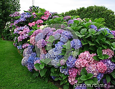 Hortensia Royalty Free Stock Images - Image: 12328089