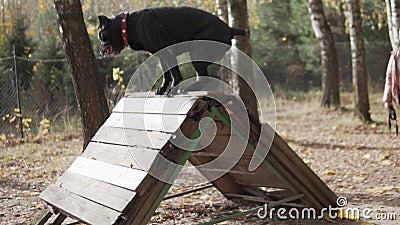 The Hostess is Engaged in a Dog Park with a Large Black Dog Cane Corso ...