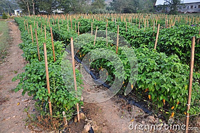Hot Pepper Farm Royalty Free Stock Images - Image: 26621829