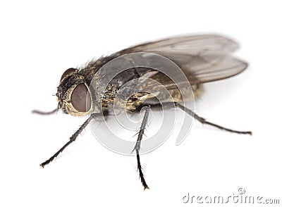 Fly stock image. Image of natural, background, animals - 16401981