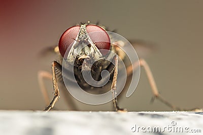 A Fly,close Up, Macro, Big Fly, Monster Insect, Front View Stock Photo ...