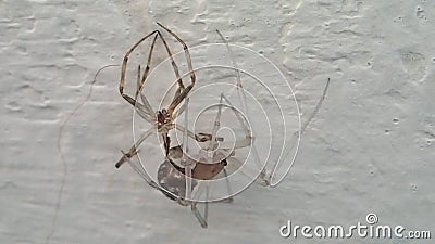 House Spider Changing Its Skin Stock Video - Video of animal, arthropod ...