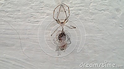 House Spider Changing Its Skin Stock Video - Video of macro, spider ...