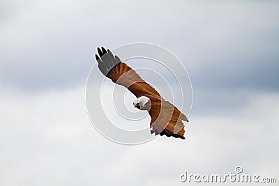 Hovering Falcon Royalty-Free Stock Photo | CartoonDealer.com #11694741