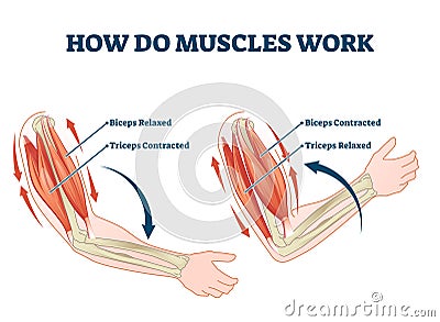 How Do Muscles Work Labeled Principle Explanation Scheme Vector ...