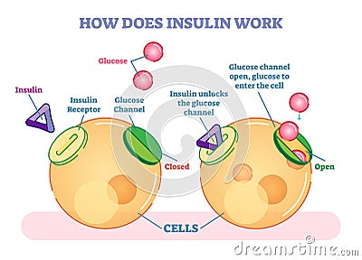 How Does Insulin Work, Illustrated Vector Diagram. Educational Medical ...