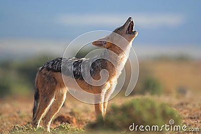 Howling Jackal Stock Photos - Image: 604213