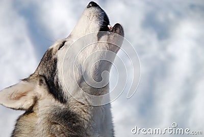 Howling Wolf Royalty Free Stock Photography - Image: 5213437