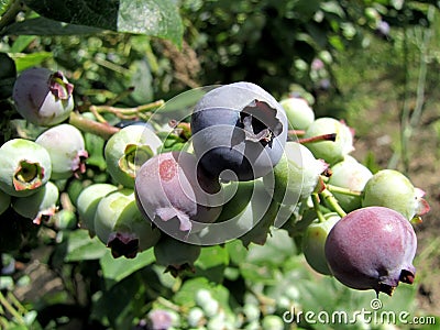 Huckleberry Royalty Free Stock Photo - Image: 10268345