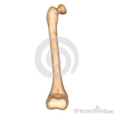 Hueso Stock de ilustración - Imagen: 47855843