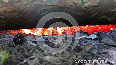 Huge Burning Firewood or Logs Lie on the Green and Burn in the Flames ...