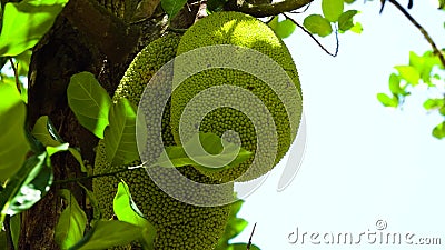 Jackfruit on the tree. stock video. Video of rough, grow - 224013541