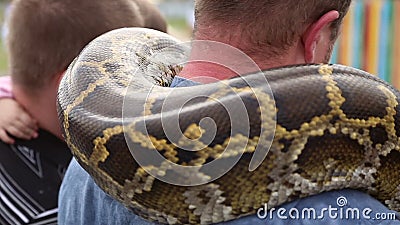 Huge Snake Python Around the Shoulders of Man Stock Footage - Video of ...