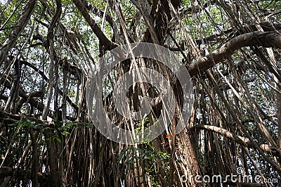 Huge Sprawling Banyan Tree In Goa Royalty-Free Stock Photography ...