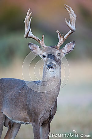 Huge Typical Whitetail Buck In Portrait Royalty-Free Stock Image ...