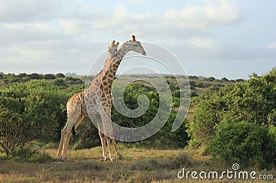 Giraffe Hug Photos - Free & Royalty-Free Stock Photos from Dreamstime