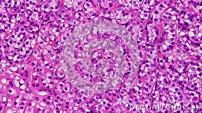 Human Adrenal Gland Under Microscope 400x Against Bright Field ...