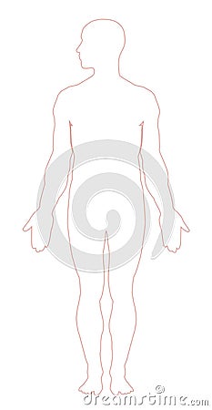Human Anatomy Stock Illustration | CartoonDealer.com #23964601