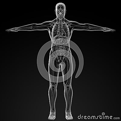 Human Anatomy Stock Illustration | CartoonDealer.com #41988079