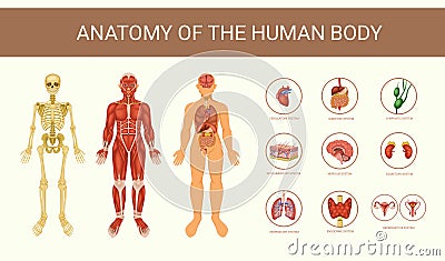 Human Body Systems Cartoon Vector | CartoonDealer.com #251771147