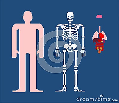 Human Anatomy Pixel Art. 8bit Internal Organs And Skeleton. Pixelate ...