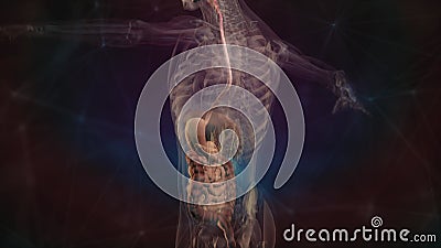 Human Anatomy. X-ray Scanning of the Human Skeleton and Digestive ...