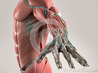 Human Anatomy View Of Torso And Arm. Royalty-Free Stock Photo ...