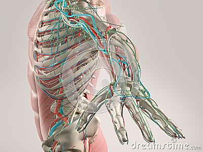 Human Anatomy View Of Torso And Arm. Stock Photo - Image: 62933281