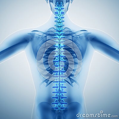 Human Backbone Royalty-Free Cartoon | CartoonDealer.com #49550333