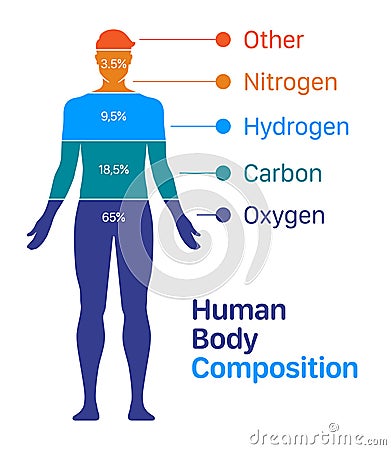 A Human Body Composition Chart Vector Illustration | CartoonDealer.com ...