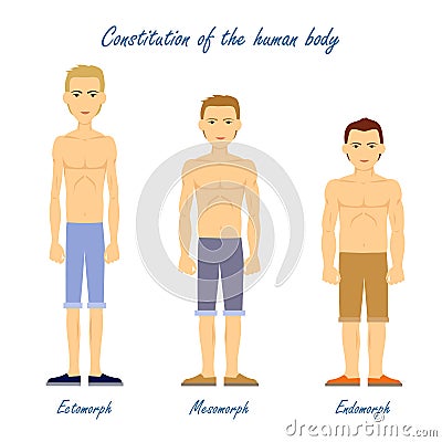 Human Body. Ectomorph. Mesomorph. Endomorph. Cartoon Vector ...