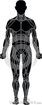 Human Body, Muscular System, Human Anatomy, Front View. Stock ...