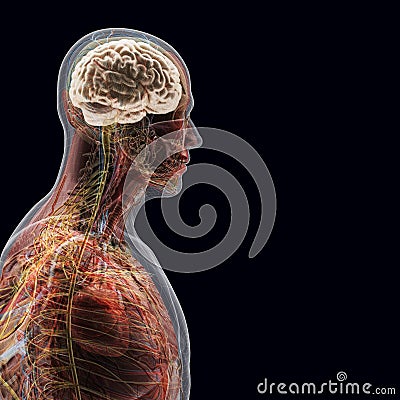 The Human Body (organs) By X-rays On Black Background Stock Photography ...