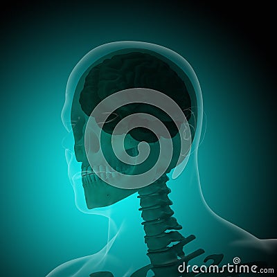 The Human Body (organs) By X-rays On Blue Background Royalty-Free Stock ...