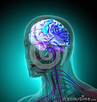 The Human Body (organs) By X-rays On Blue Background Royalty-Free Stock ...