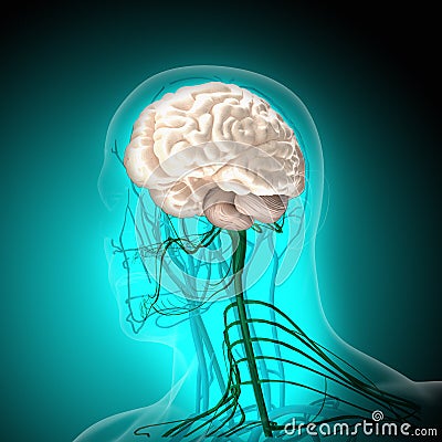 The Human Body (organs) By X-rays On Blue Background Royalty-Free Stock ...