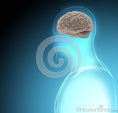 The Human Body (organs) By X-rays On Blue Background Royalty-Free Stock ...