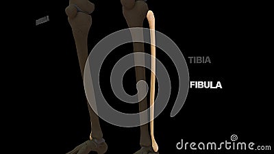 Human Bone Fibula Or Calf Bone Stock Photo | CartoonDealer.com #216854346