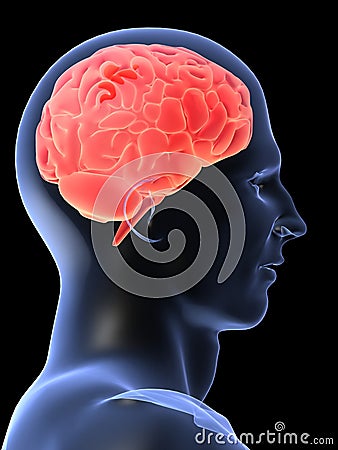 Human Brain Royalty Free Stock Image - Image: 1454216