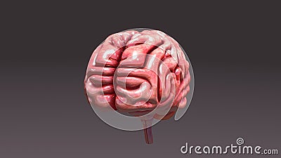 Human Brain Aerial View Royalty-Free Stock Photography | CartoonDealer ...