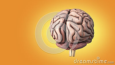 The Medical Structure of the Human Brain Stock Footage - Video of ...